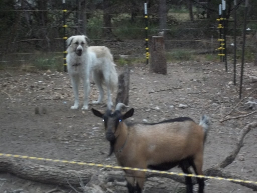 Goji and the goats - Eco-Pioneers.org